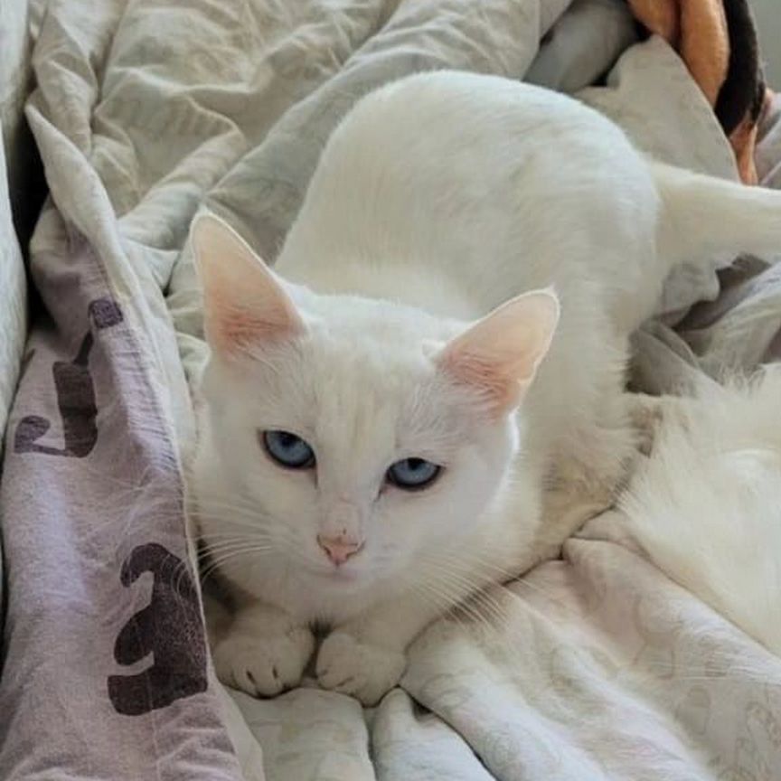 Кошки в добрые руки