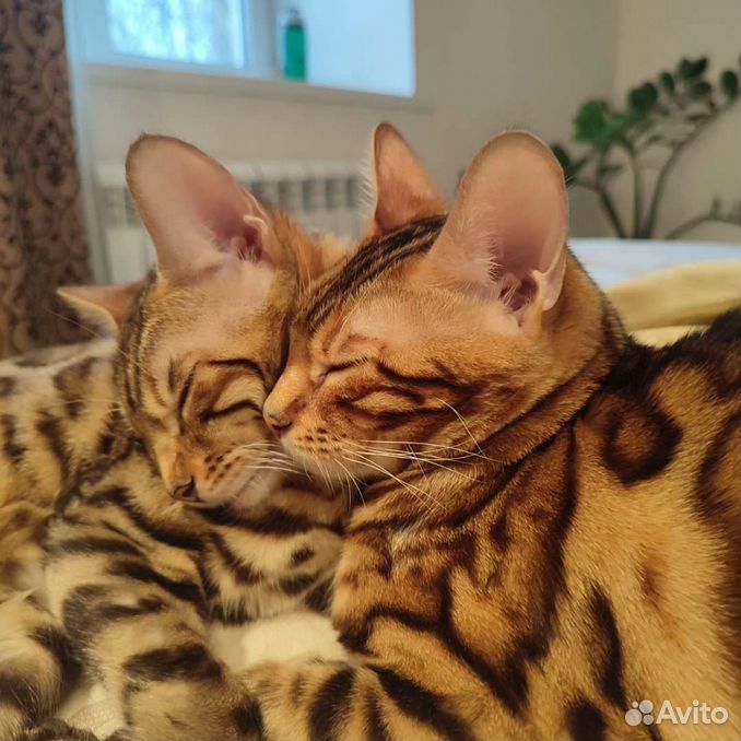 Бенгальская девочка 2 месяца