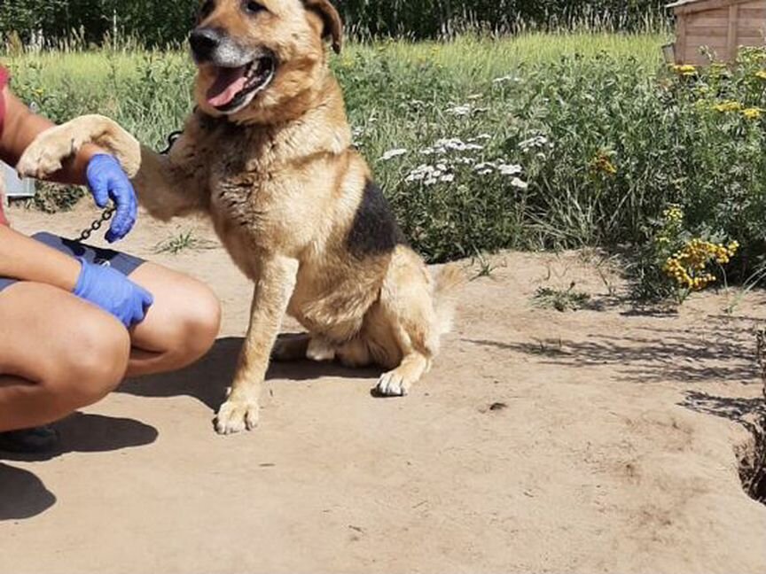 Пес Амур в добрые руки