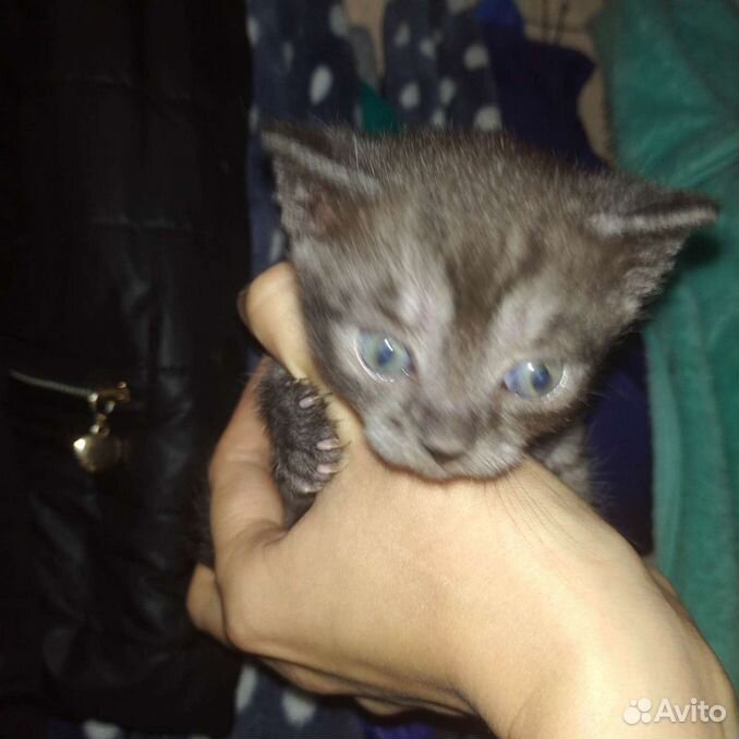 Котята вислоухие британцы