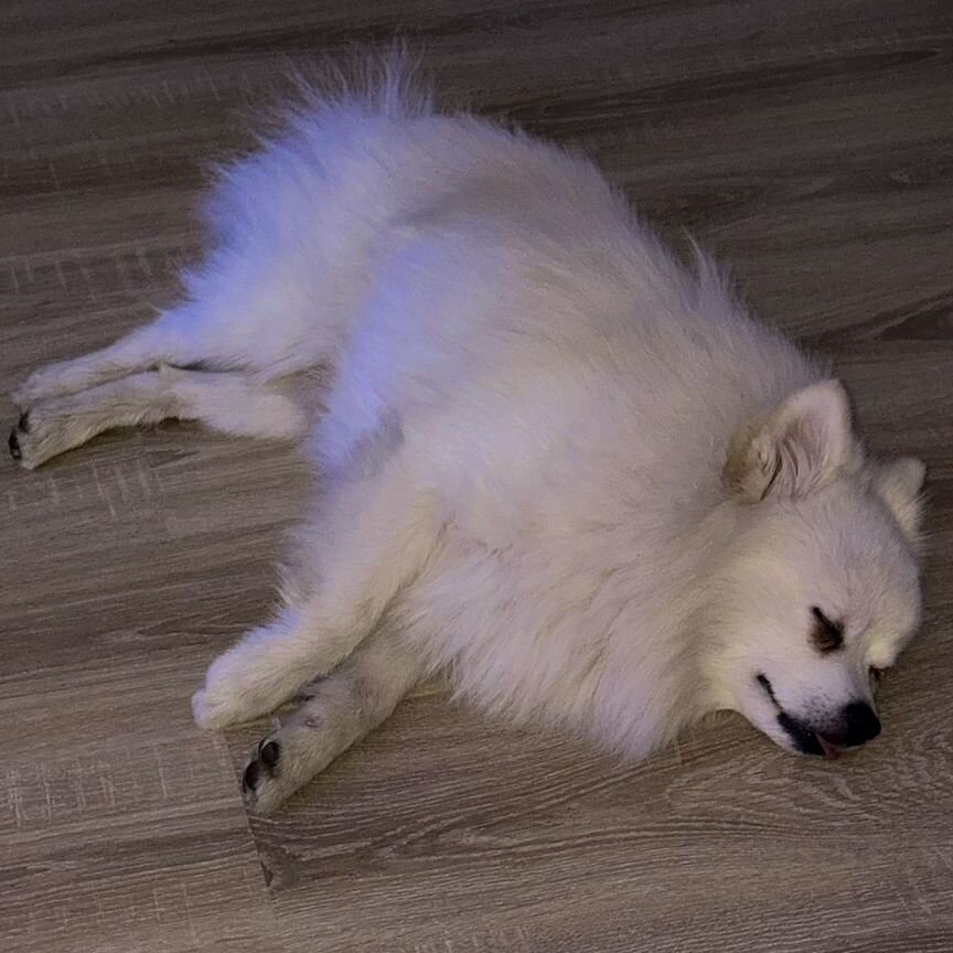 Померанский шпиц, взрослая собака