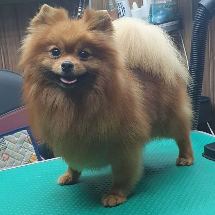 Померанский шпиц, взрослая собака