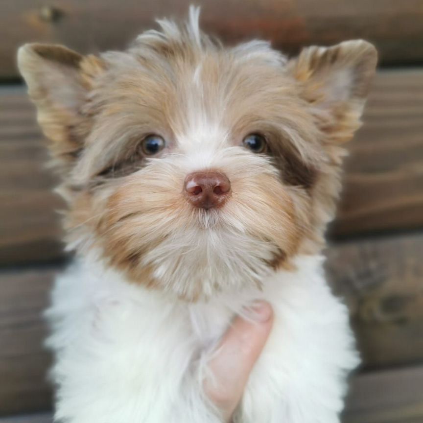 Счастье в Йорках