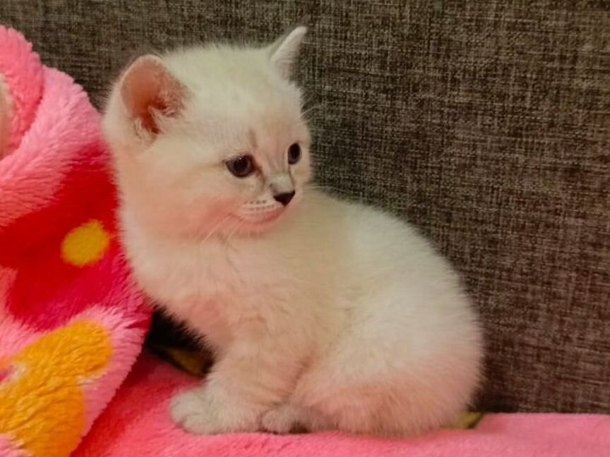 Шотландский котик