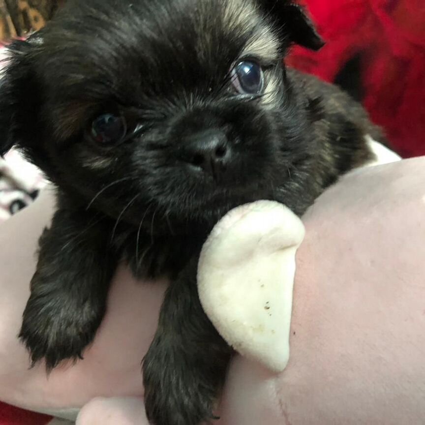 Щенки пекинеса