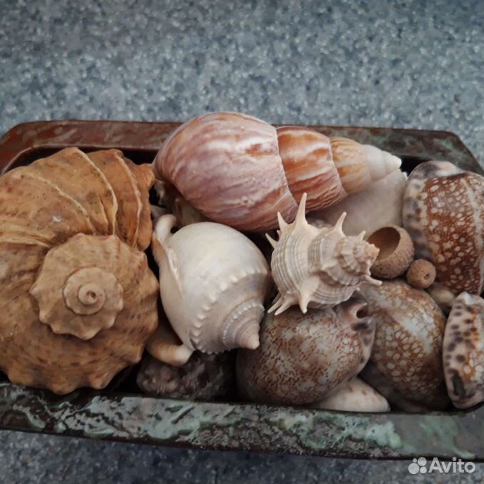 Океанические ракушки