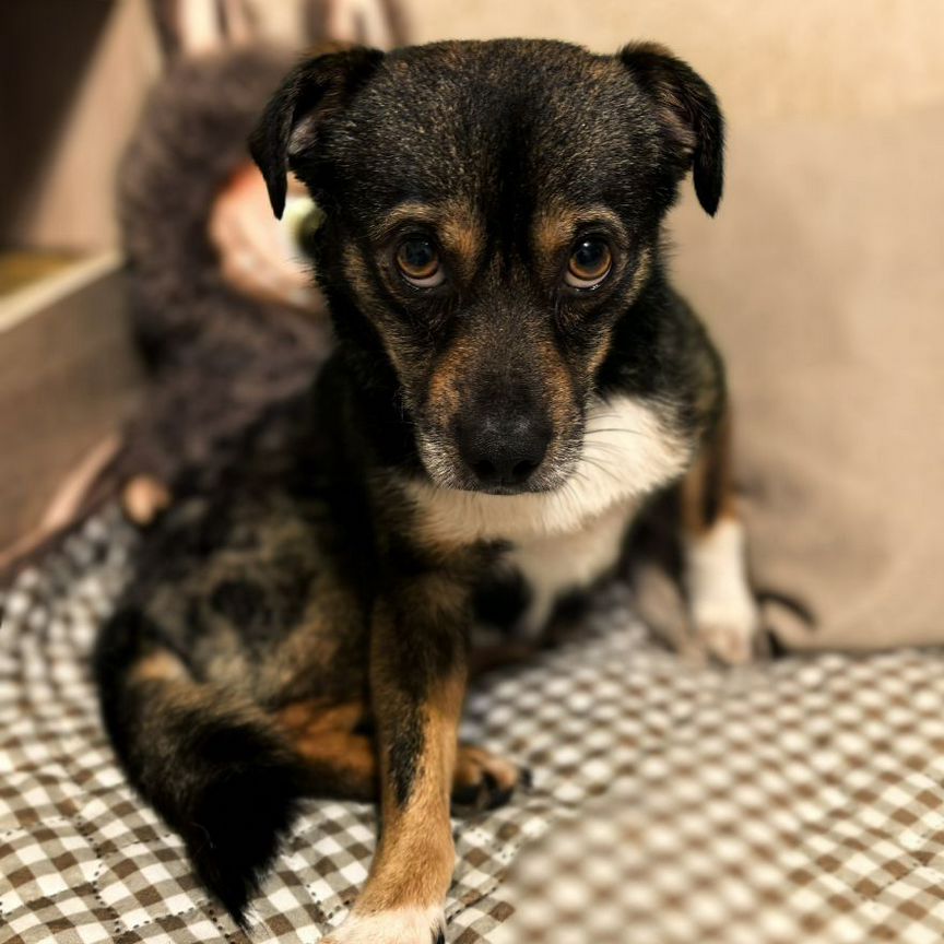 Взрослый пёс в добрые руки