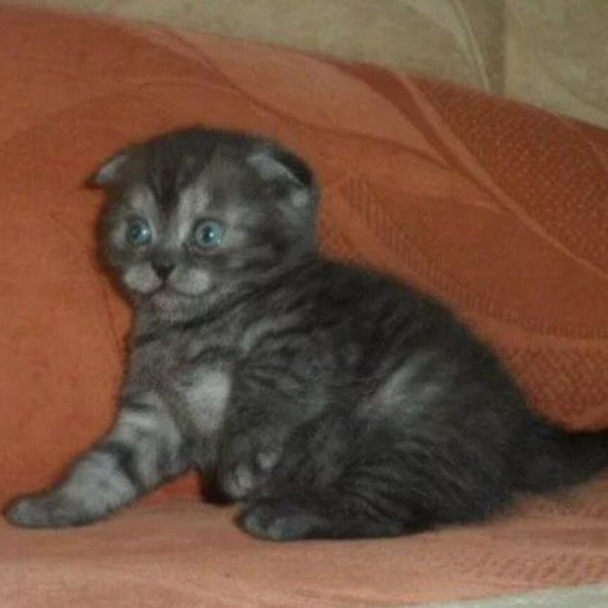 Шотландская милашка