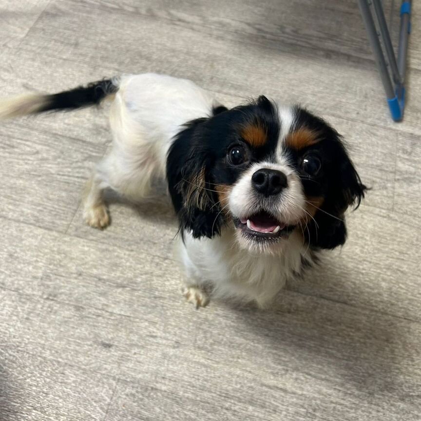 Ковалер Кинг чарльз спаниель девочка