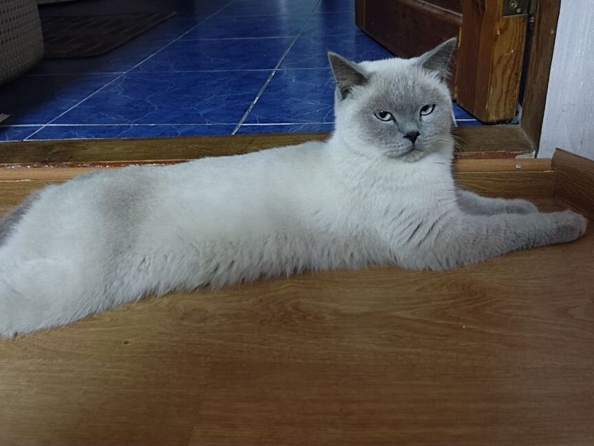 Шотландский кот вязка