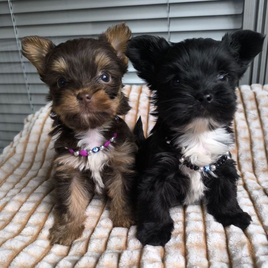 Йоркширский терьер, щенок