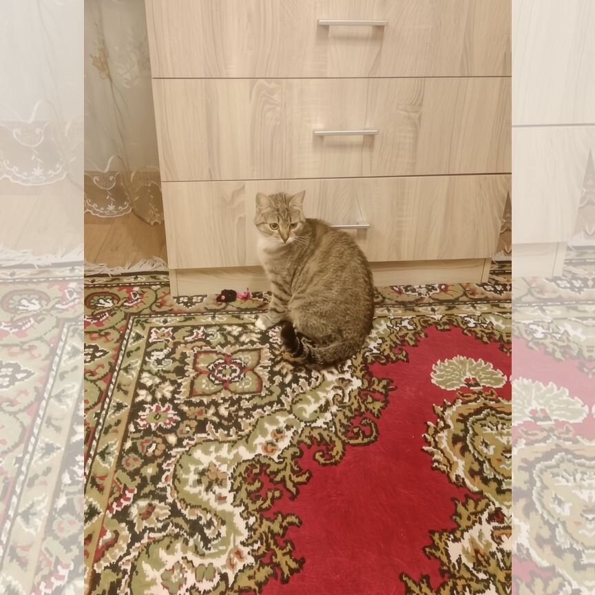 Котёнок в добрые руки