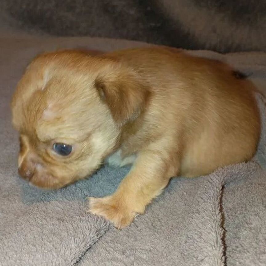 Чихуахуа, щенок