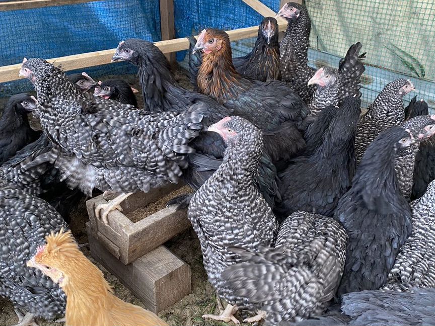 Куры молодки несушки