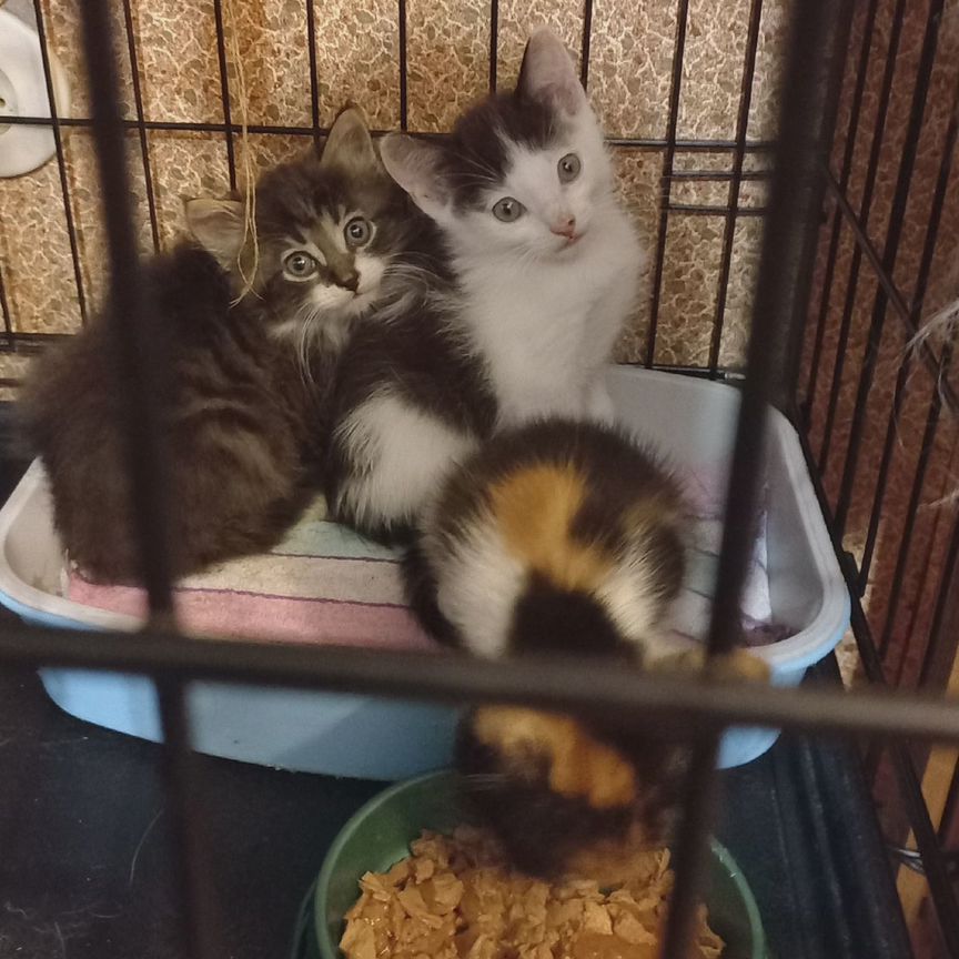 Котята ищут добрые ручки