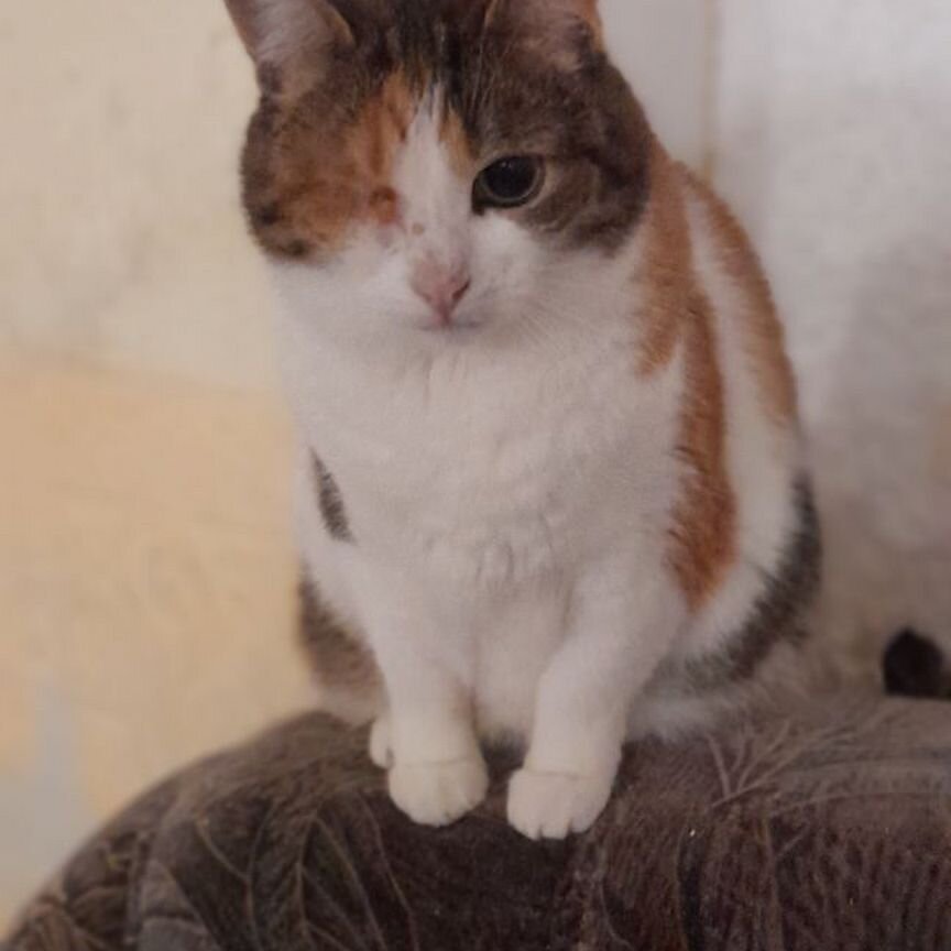 Кошечка ищет любящего человека
