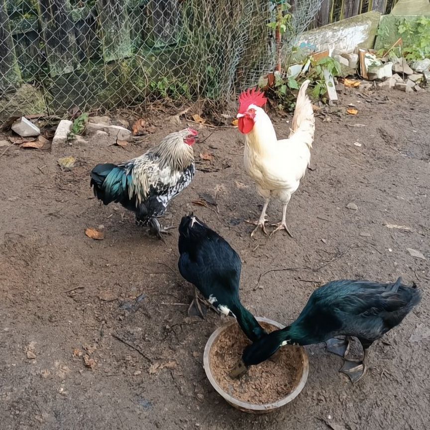 Молодые петухи