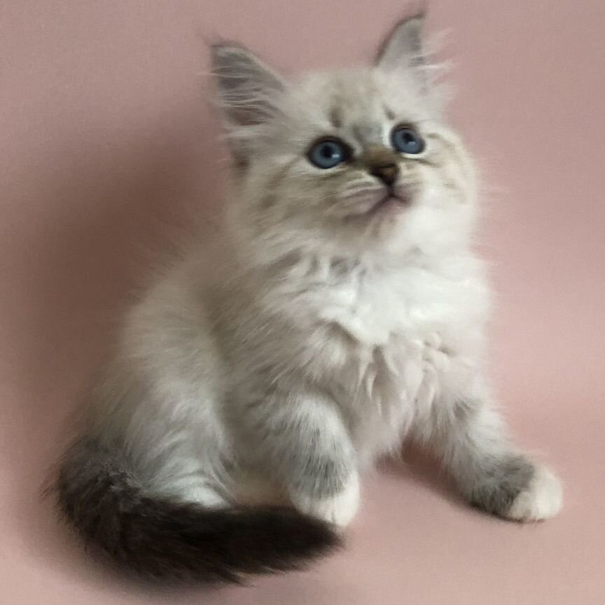 Невский маскарадный котёнок