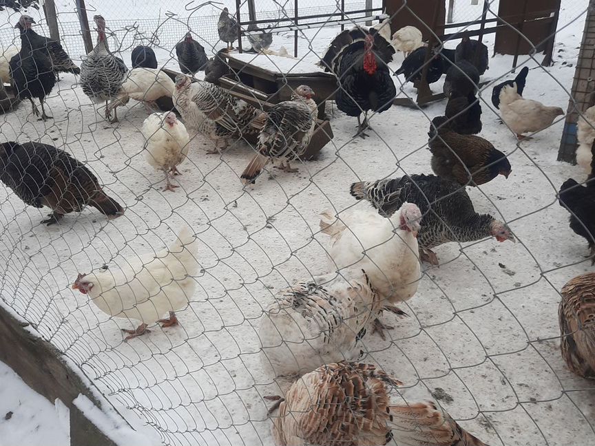 Индюшки и индюки домашние