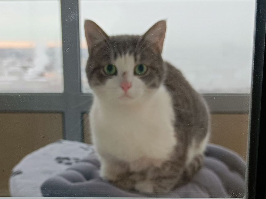 Молодой котик в добрые ручки