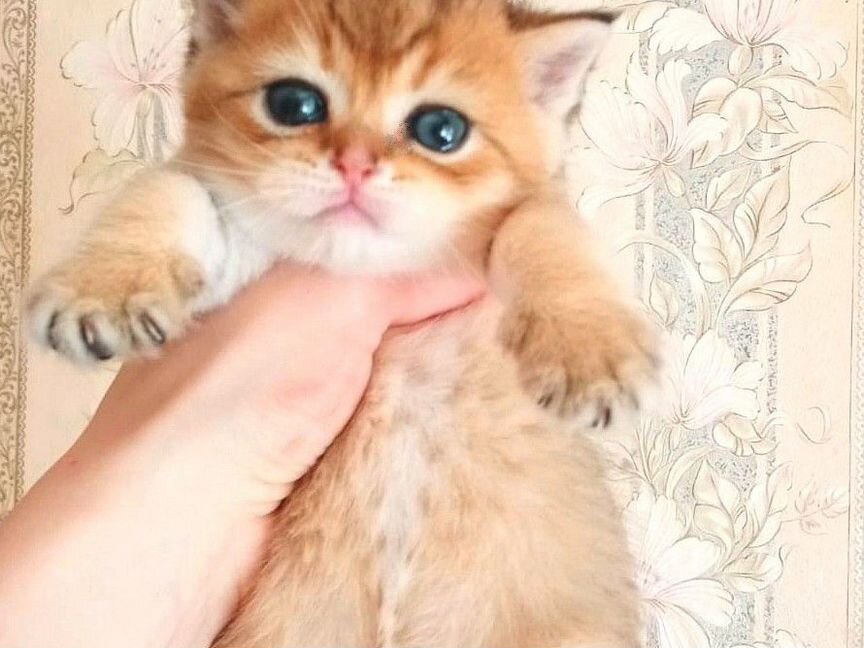 Шиншилловые золотые котята беби-фейс