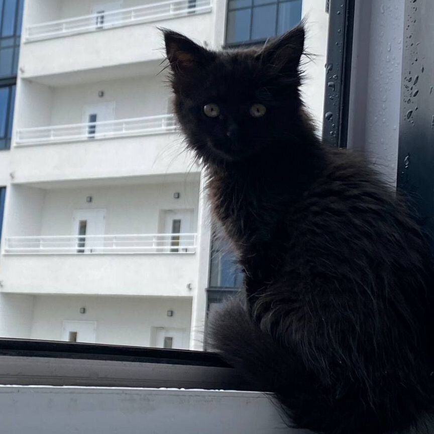 Черная кошка с зелеными глазами