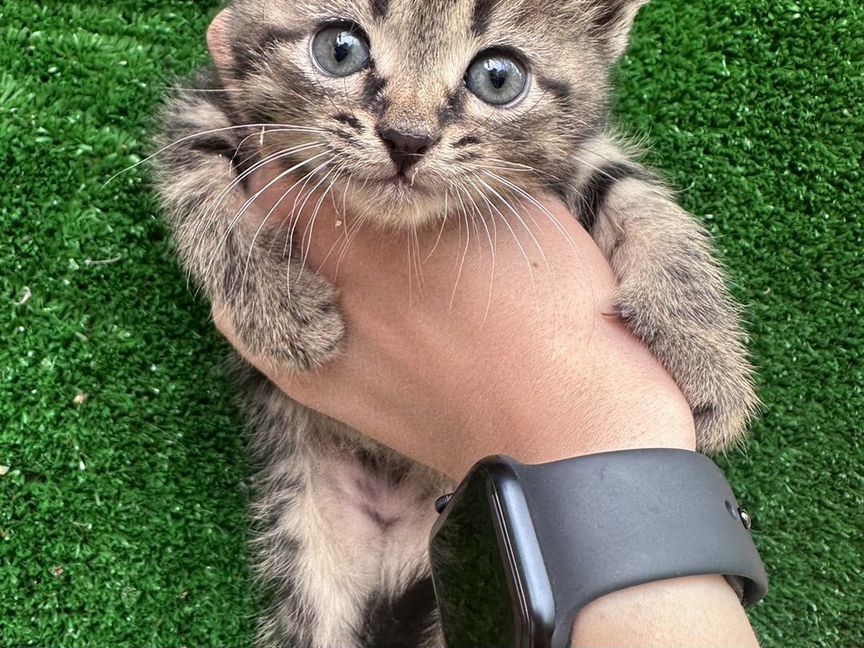 Котята от домашней кошки