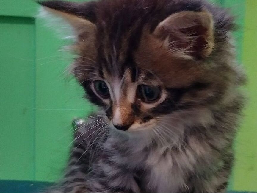 Беспородные котята