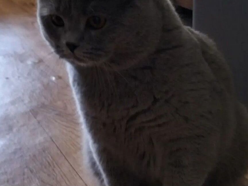 Кот ищет даму