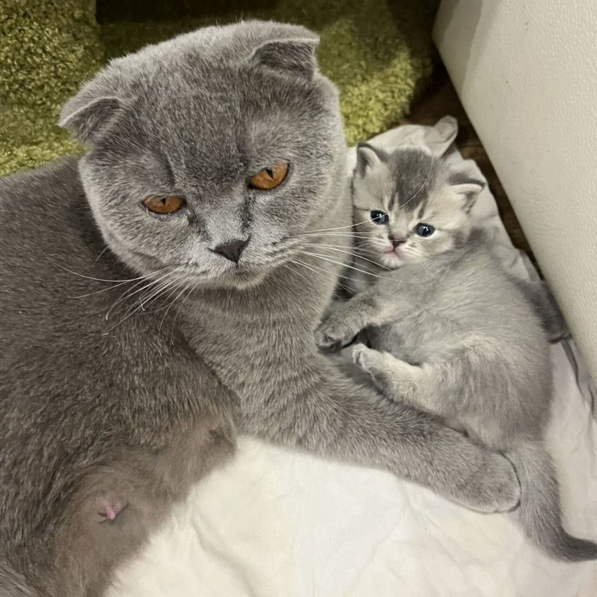 Шотландские котятки