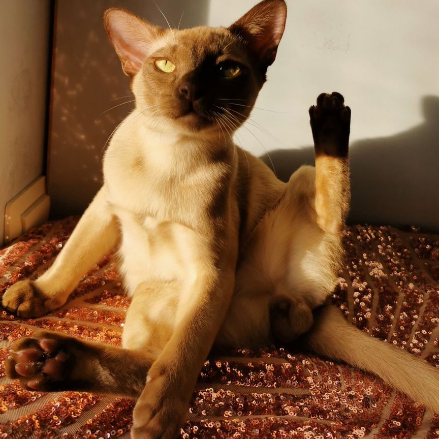 Котёнок от частного владельца