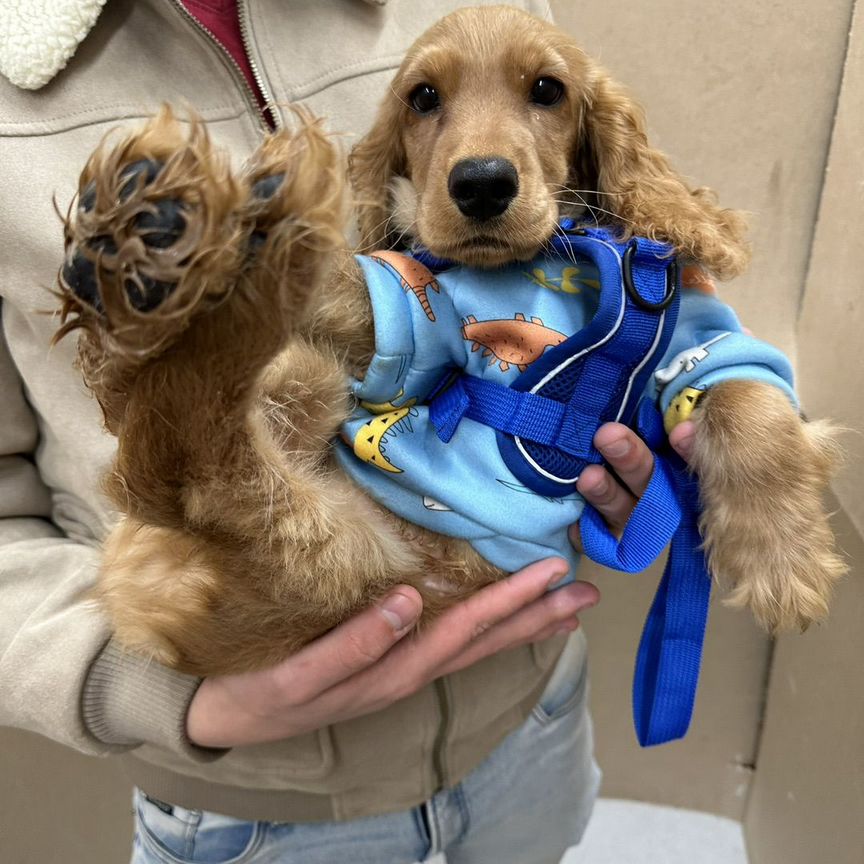 Толстовка для собак