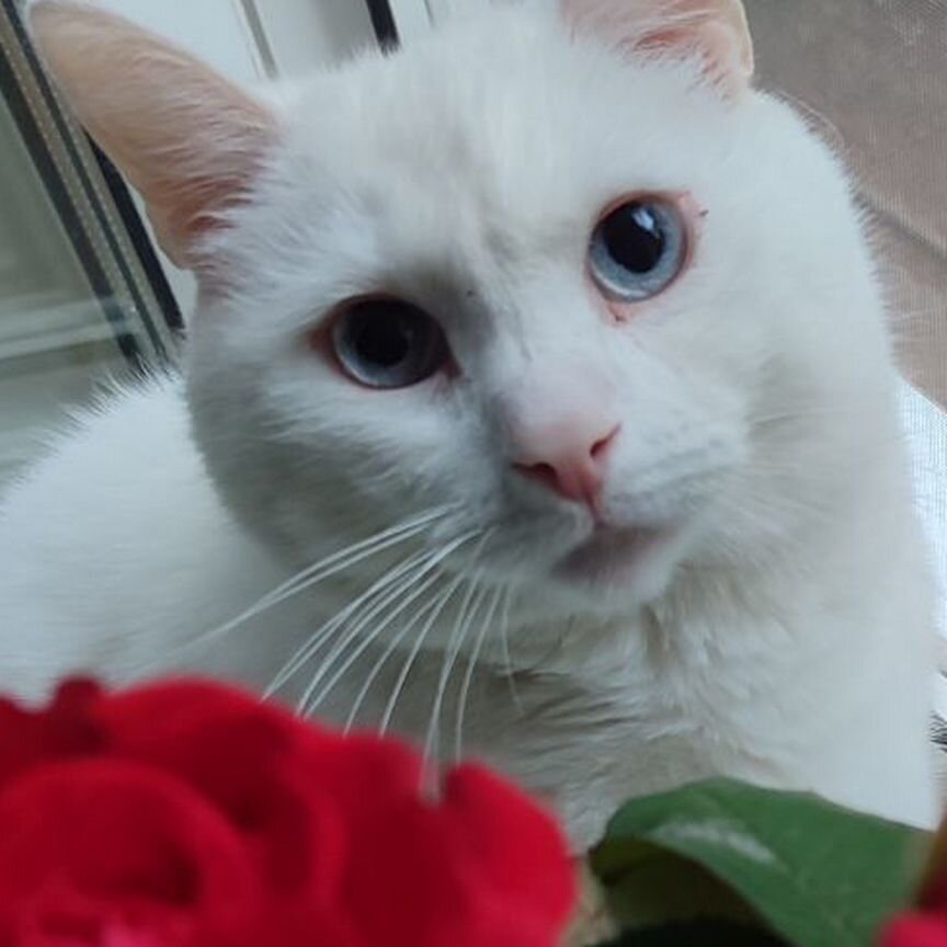 Взрослый кот в добрые руки