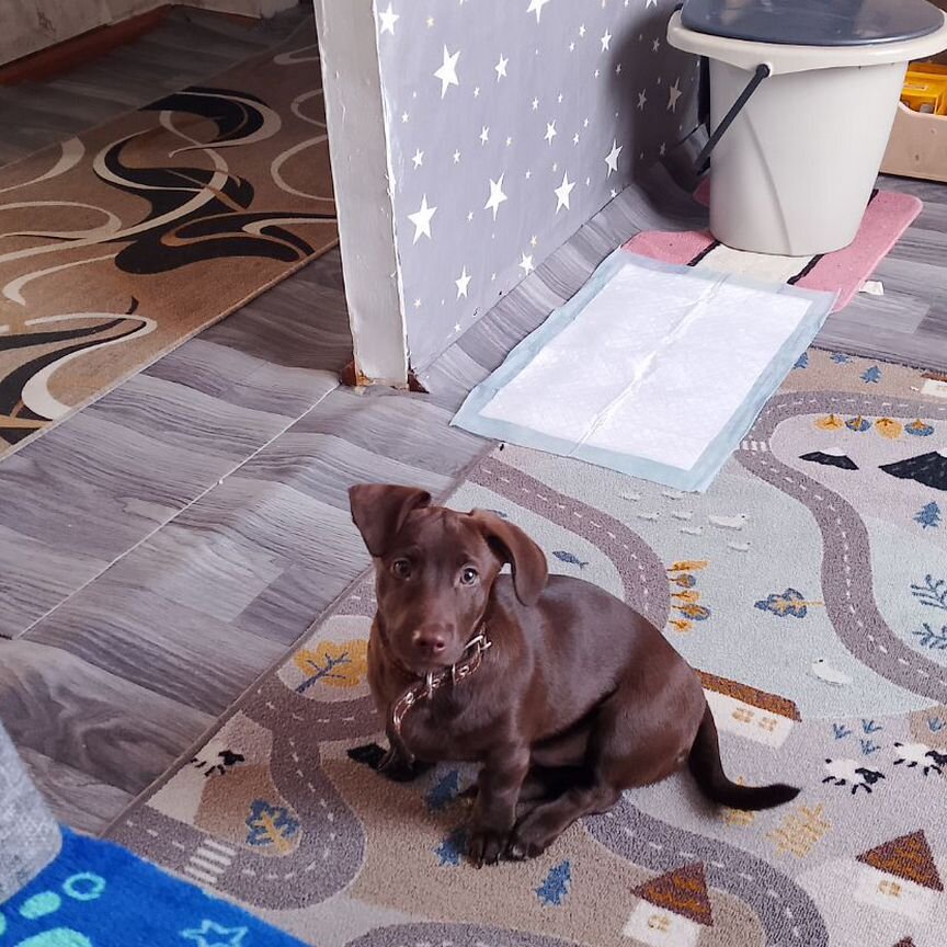 Такса, щенок