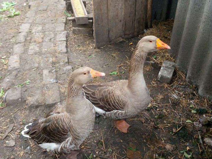Крупные серые гуси. Индоутки этого года
