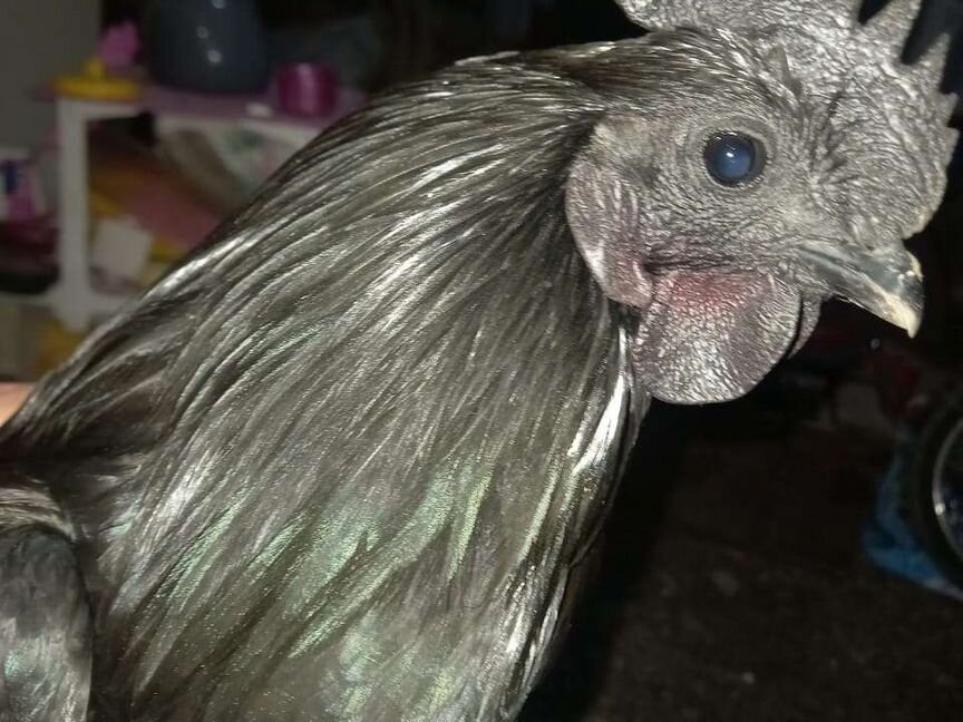 Петух ухейилюй