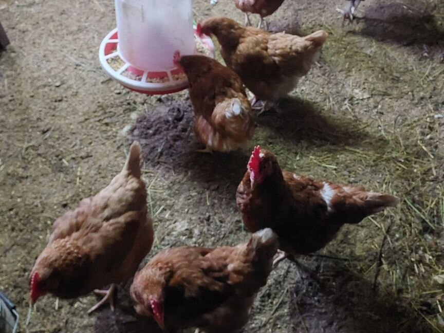 Куры несушки