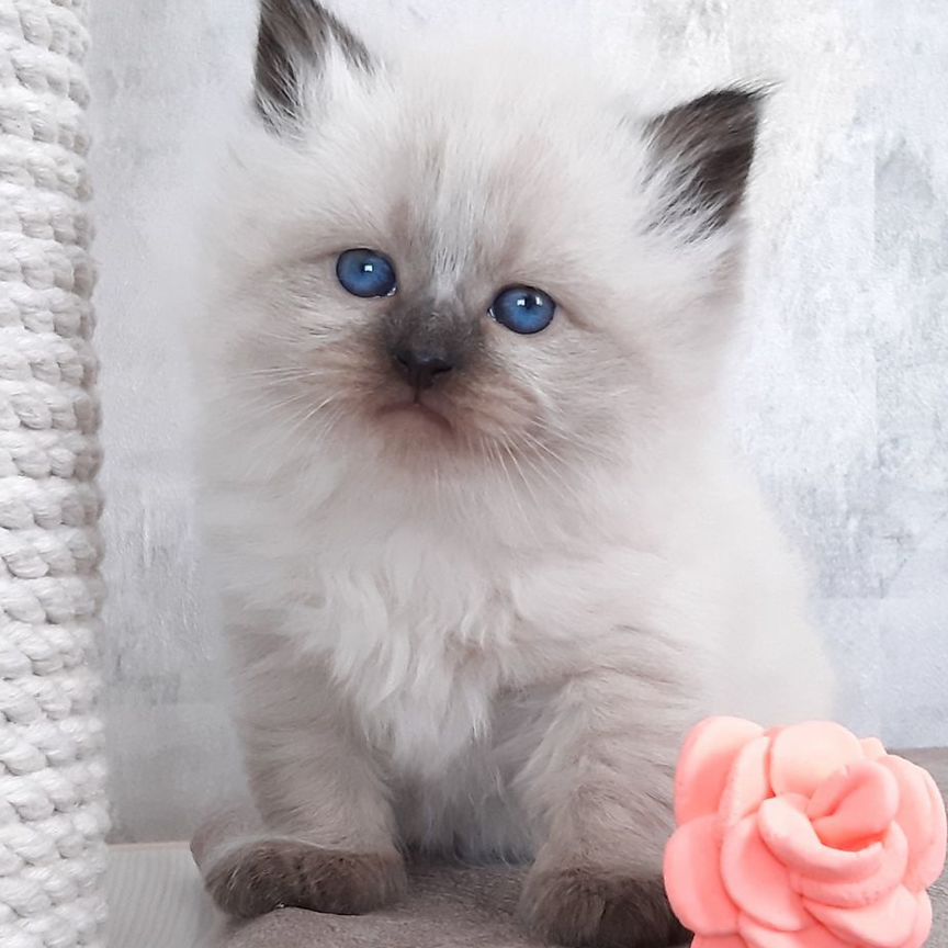 Невские маскарадные котятки
