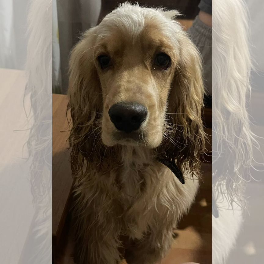 Американский кокер-спаниель, щенок