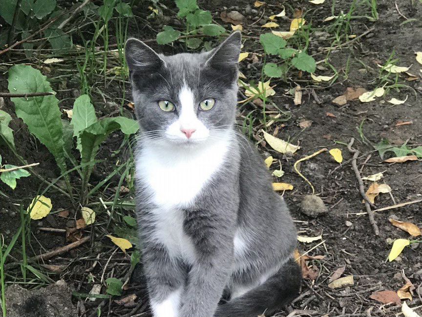 Котенок