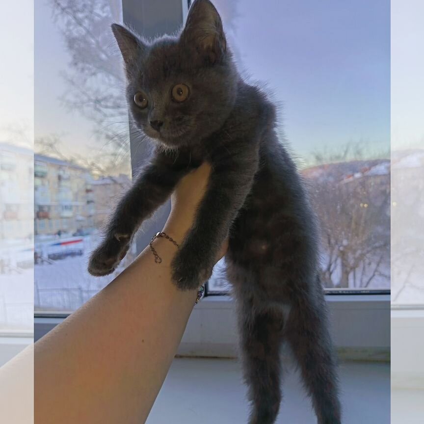 Британский короткошёрстный котёнок