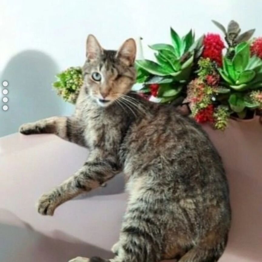 Котика побили на улице. Нужен дом