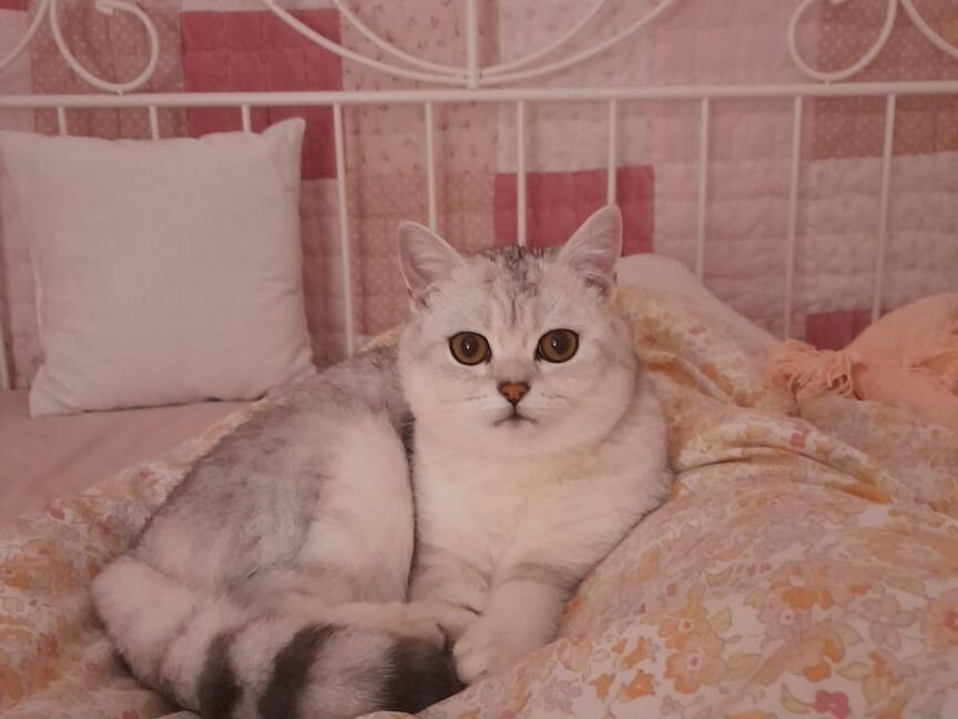 Британская серебристая шиншилла вязка кот