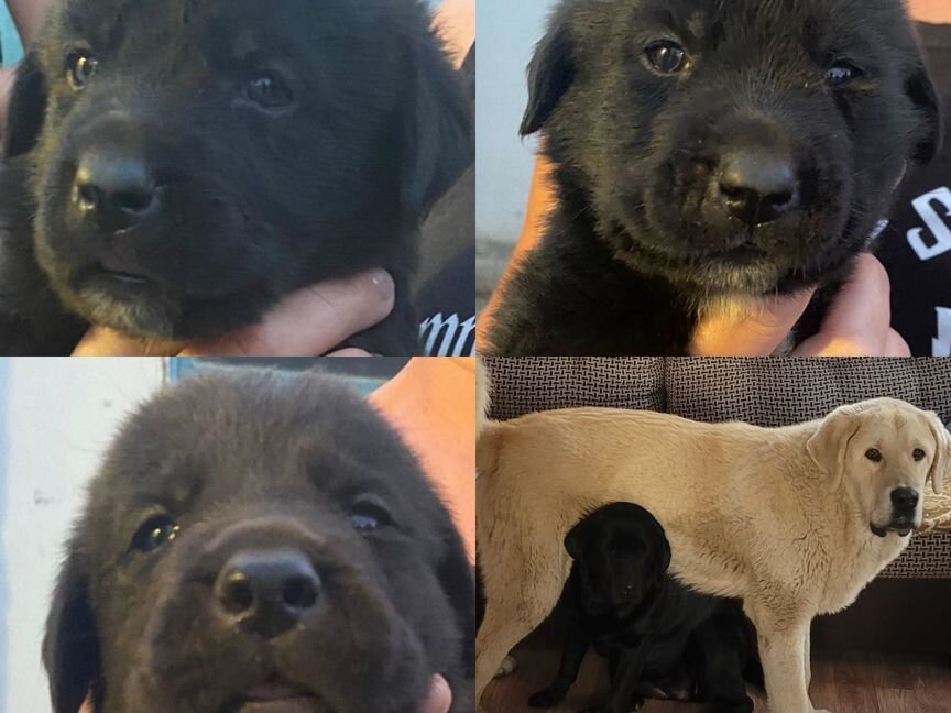 Собака в добрые руки отдам бесплатно