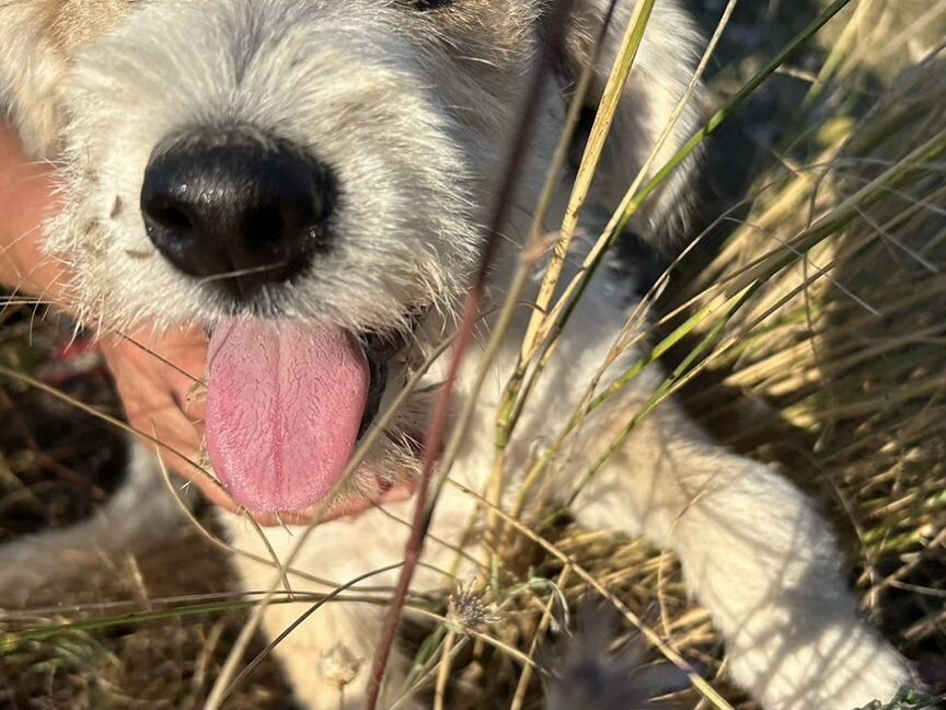 Красотулька-бородулька щенок