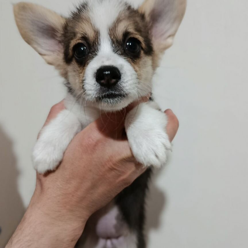 Корги-девочка