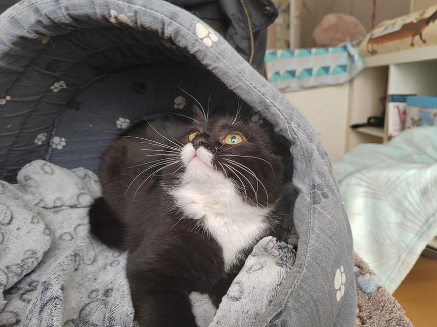 Котёнок Маркиза ищет дом