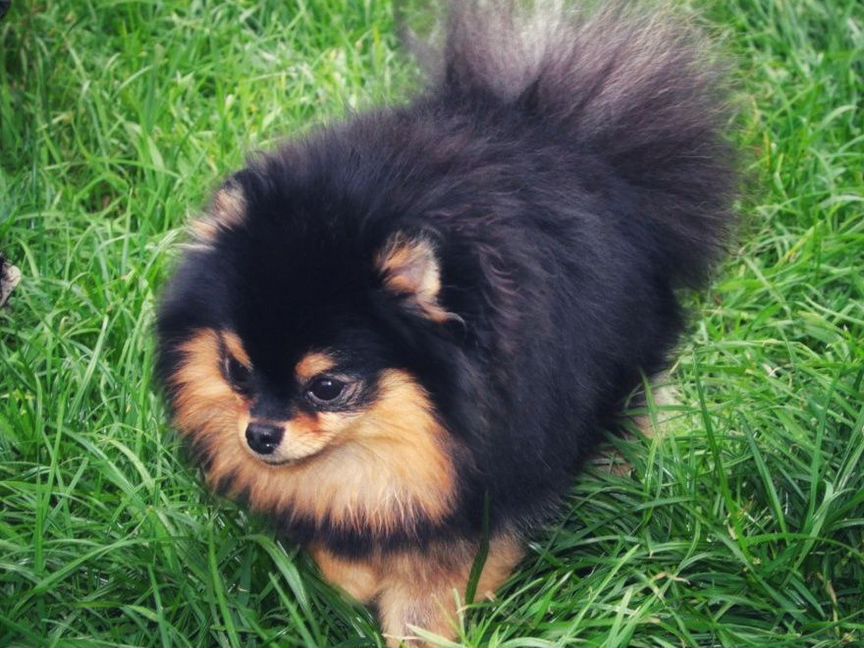 Молодые здоровые девочки