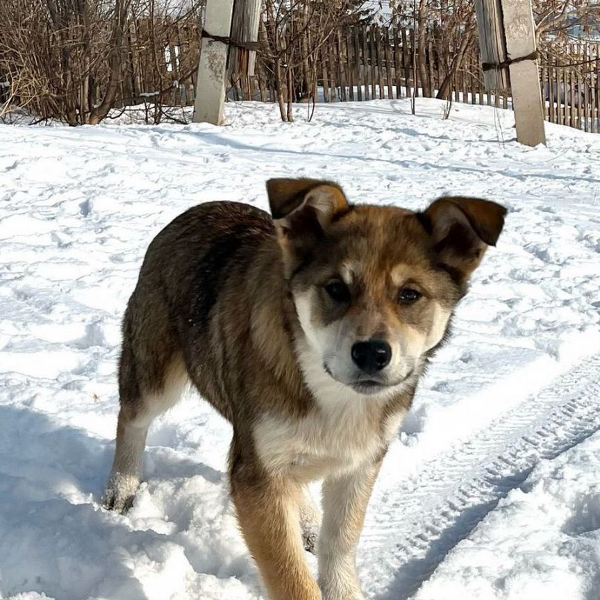 Щенок в добрые руки