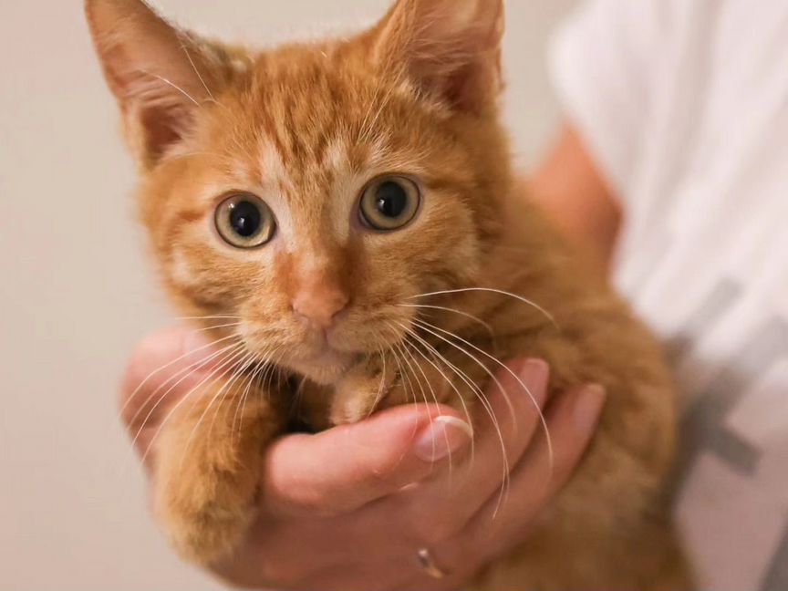 Маленький котенок рыжий